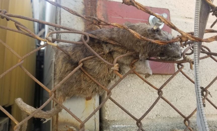 LA Now The 'City Of Rats'? Report Warns Of 'Alarming Increase' In ...