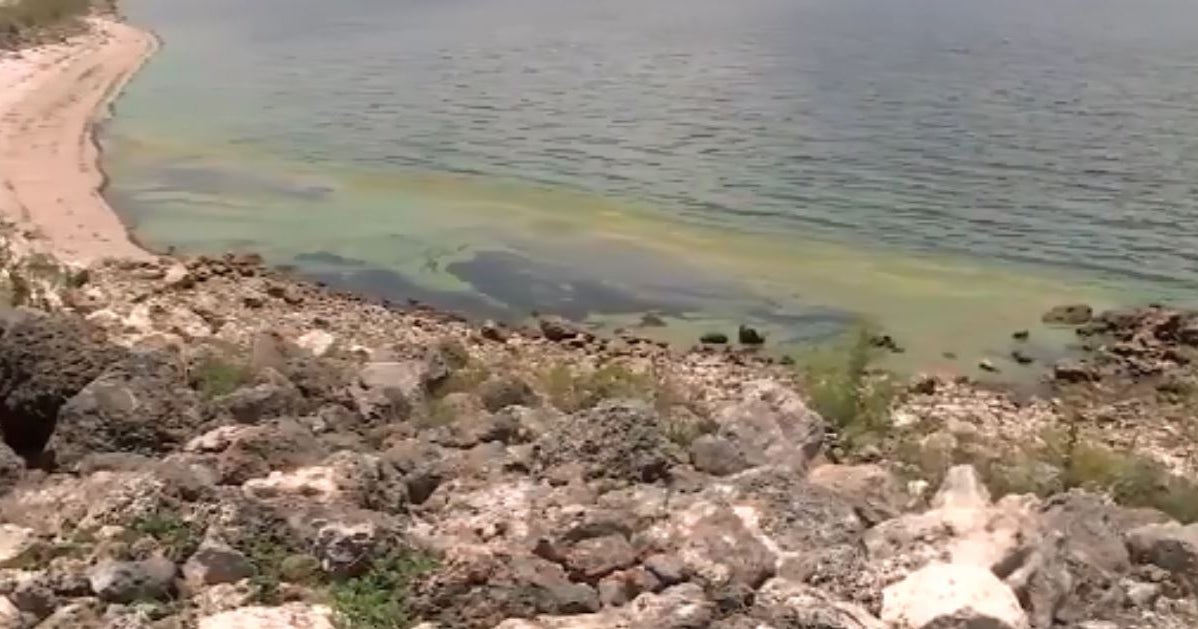 Florida's Blue-Green Algae Task Force Bill To Save Seagrass, Manatees ...
