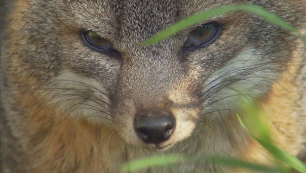 On the brink: The Endangered Species Act - CBS News