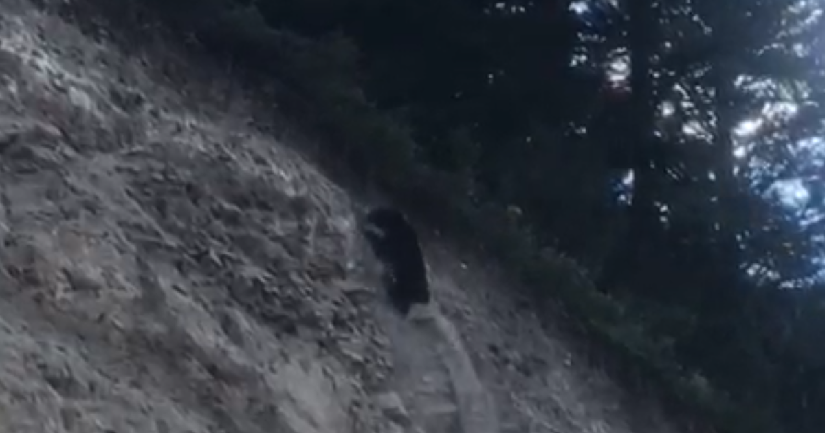Caught On Camera: Colorado Bear Takes A Tumble Down Slope In Edwards ...