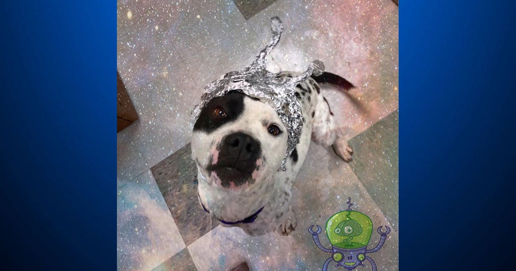 Adorable Tin-Foil-Hat-Wearing Pets Ask People To Raid The Animal ...