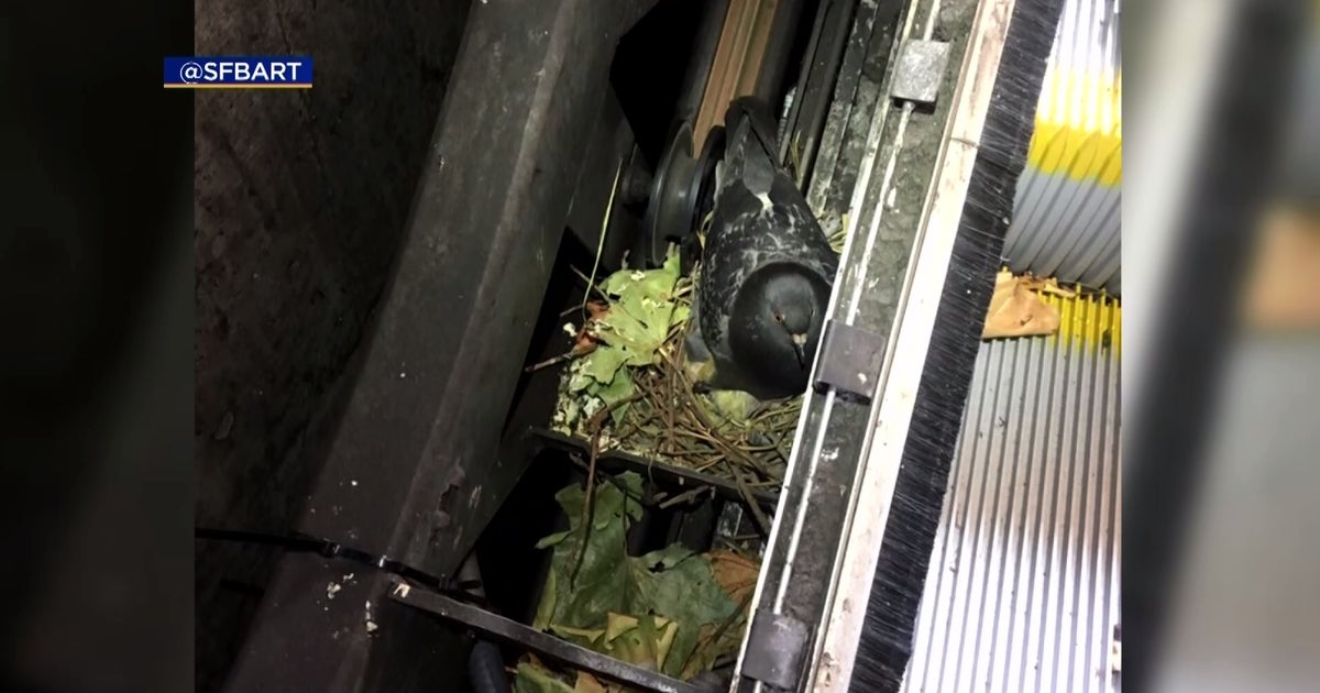 BART Says Nesting Pigeons Delayed Escalator Repair For Weeks - CBS San ...