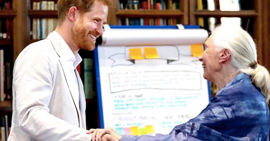 Prince Harry Jane Goodall: Prince Harry and Jane Goodall demonstrate ...