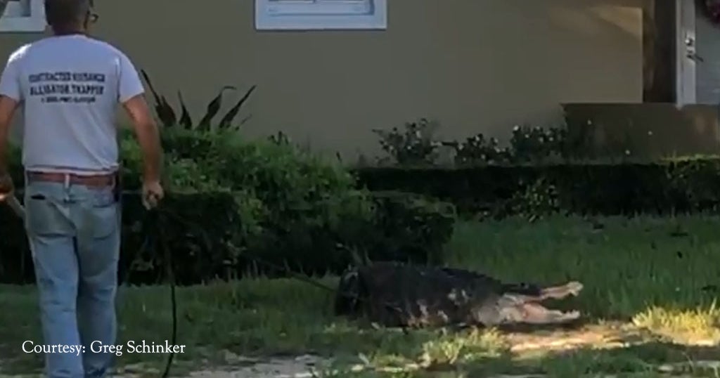 Giant Alligator Captured After It Takes Stroll Down Coral Gables ...