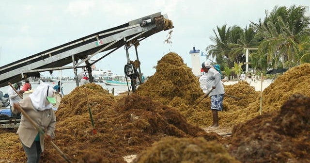Massive waves of toxic seaweed inundate Yucatan Peninsula beaches - CBS ...
