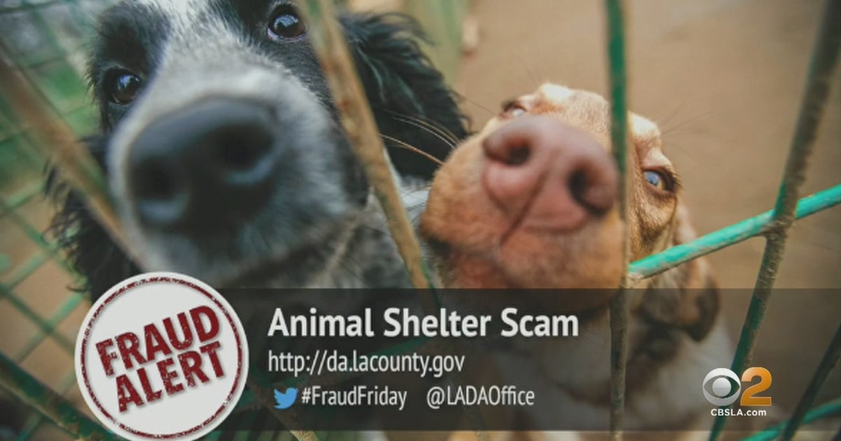 Scam Targets Animal Lovers With Pictures Of Pets In Shelters - CBS Los ...
