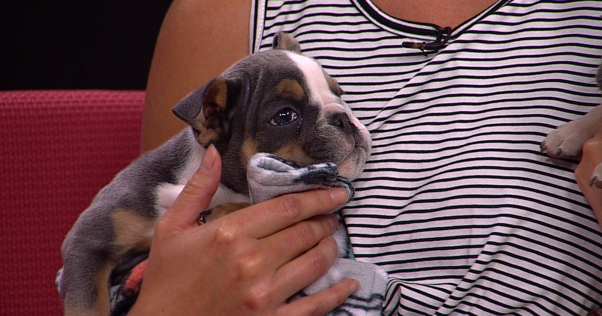 Secondhand Hounds Partners With Jersey Mike's Subs - CBS Minnesota