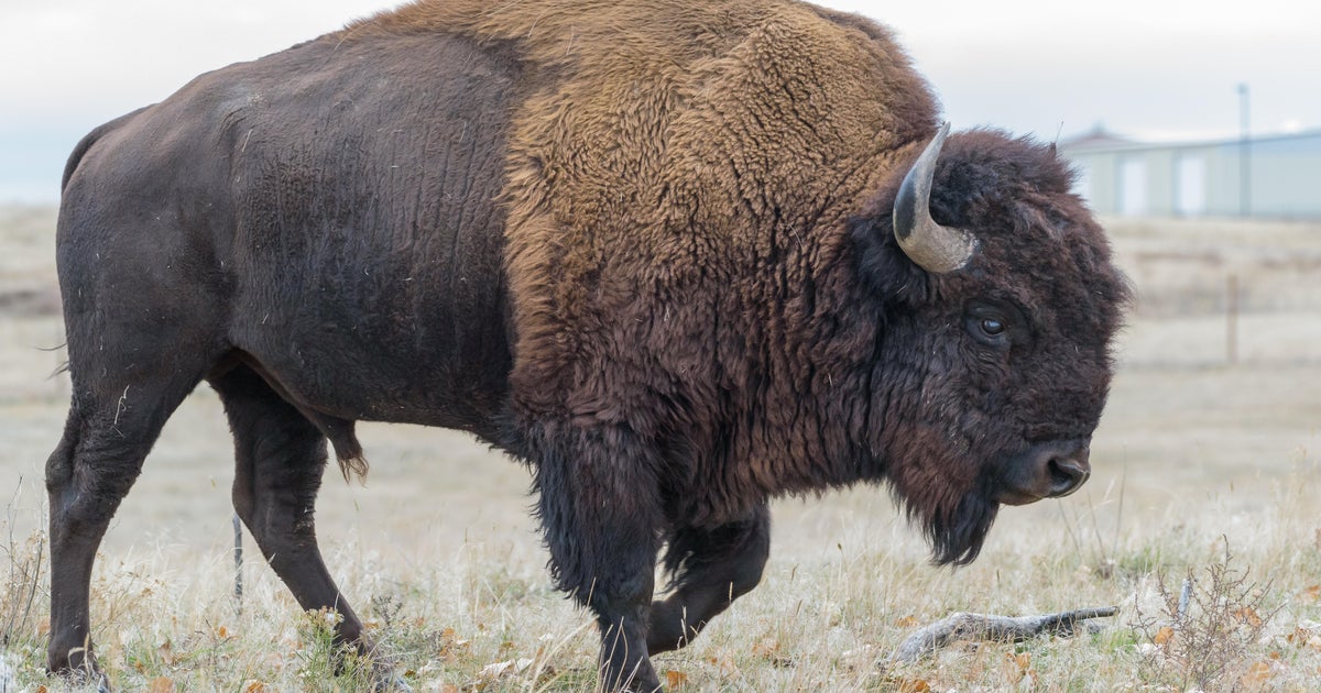 Bison attacks: Teen attacked by bison in North Dakota national park ...