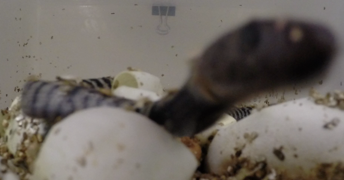 Dallas Zoo Shares Video Of Latest Babies Hatching: Spitting Cobras ...