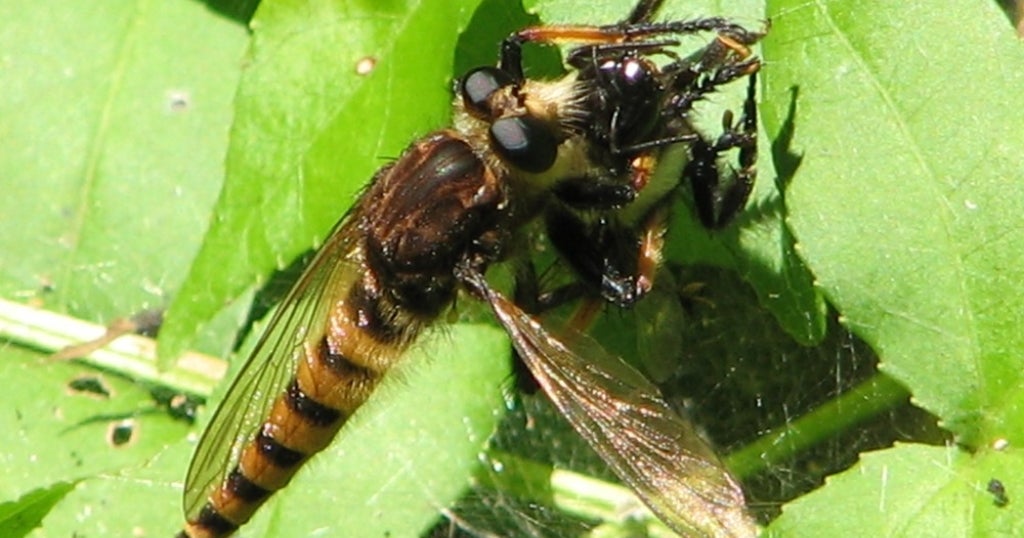 Giant 'Bee Panther' Insect Snacks On Wasps And Bees - CBS San Francisco