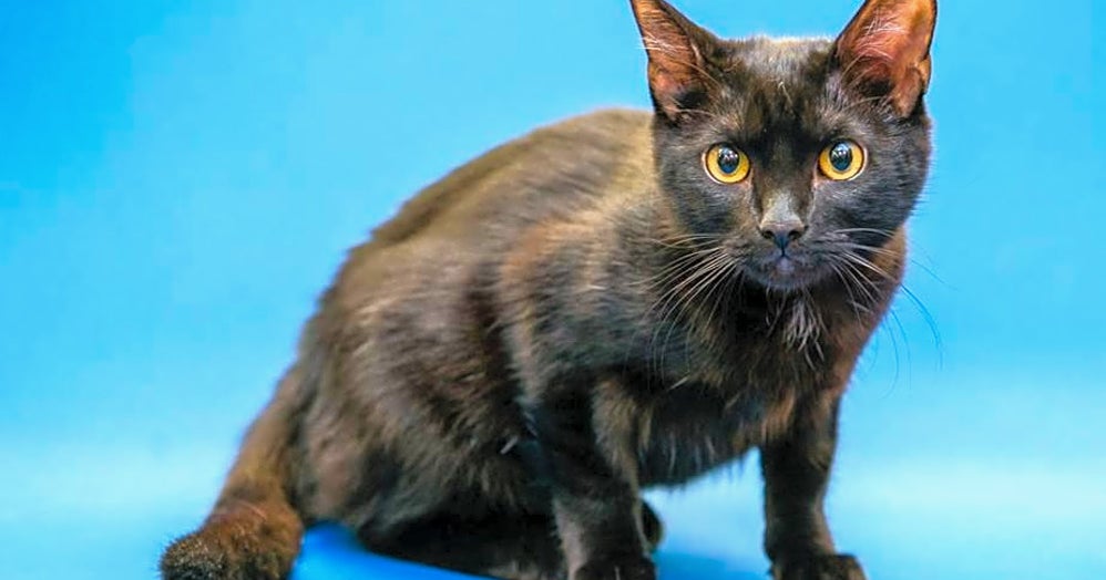 These Miami-Based Kitties Are Up For Adoption And In Need Of A Good ...