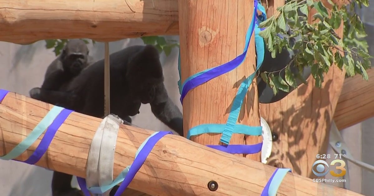 Watch: Gorillas Explore New Treehouse At Philadelphia Zoo - CBS ...