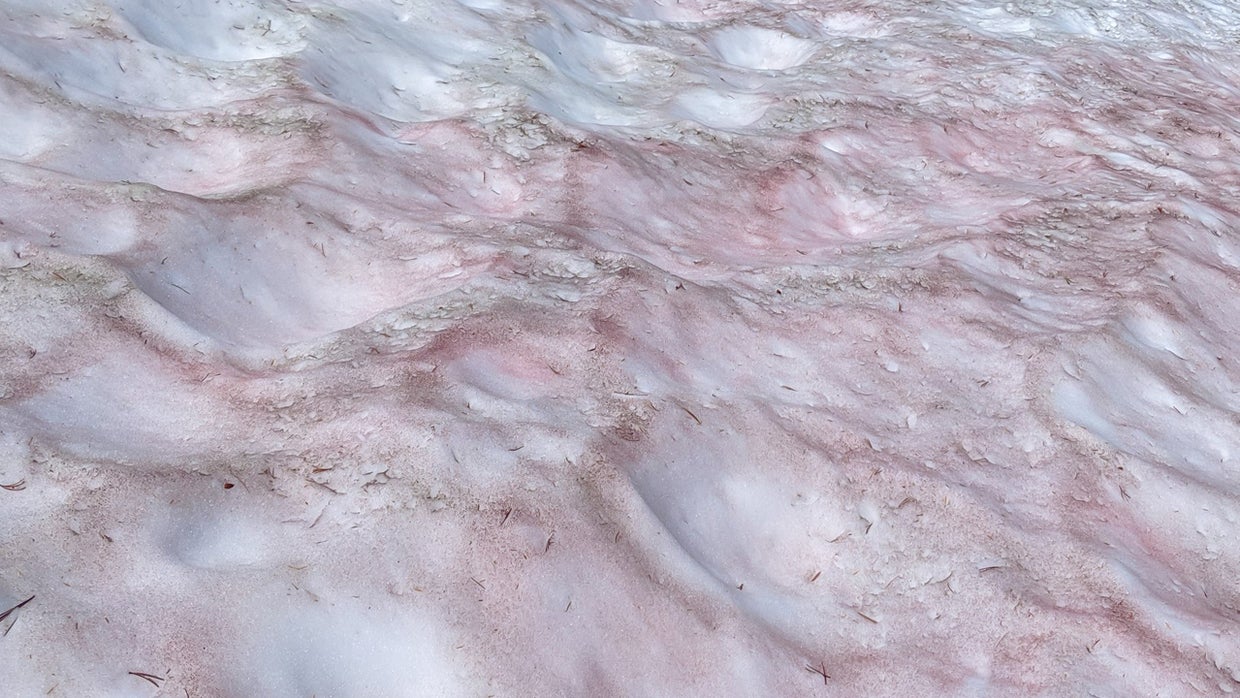 What is watermelon snow? Phenomenon turns snow in Utah pink - CBS News