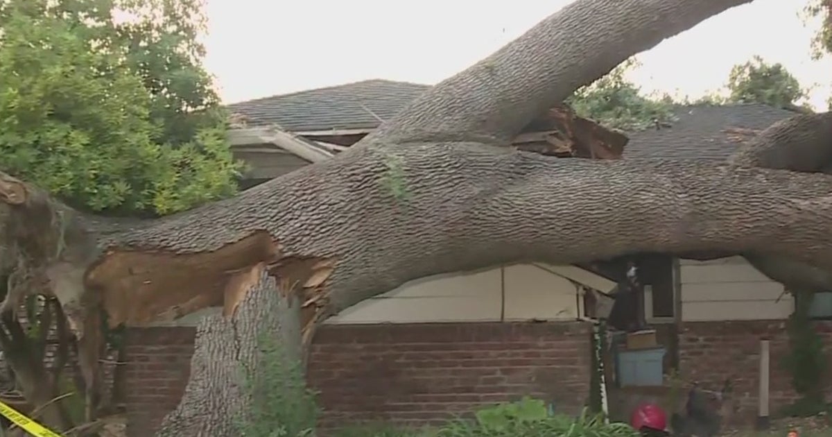 Giant Tree Falls Onto West Sacramento Home, Narrowly Misses Boy Inside ...