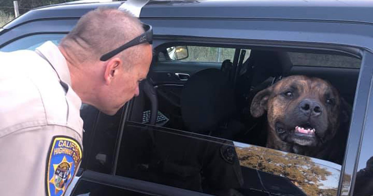 Witness: Dog Kicked Out, Car Speeds Off On Highway 50 Near Placerville ...