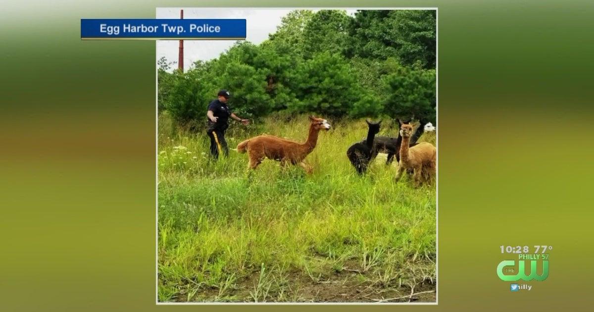 Police Officer Helps Wrangle Group Of Escaped Alpacas In South Jersey ...