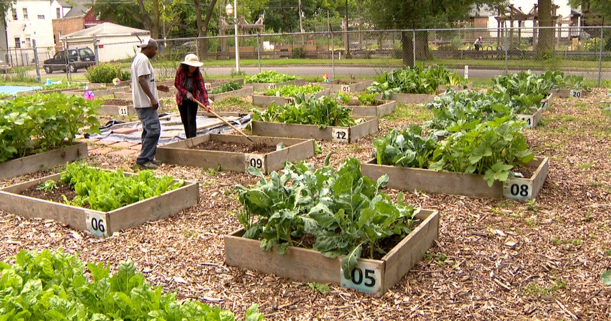A Community Garden With Principle Is In Bloom In Englewood - CBS Chicago