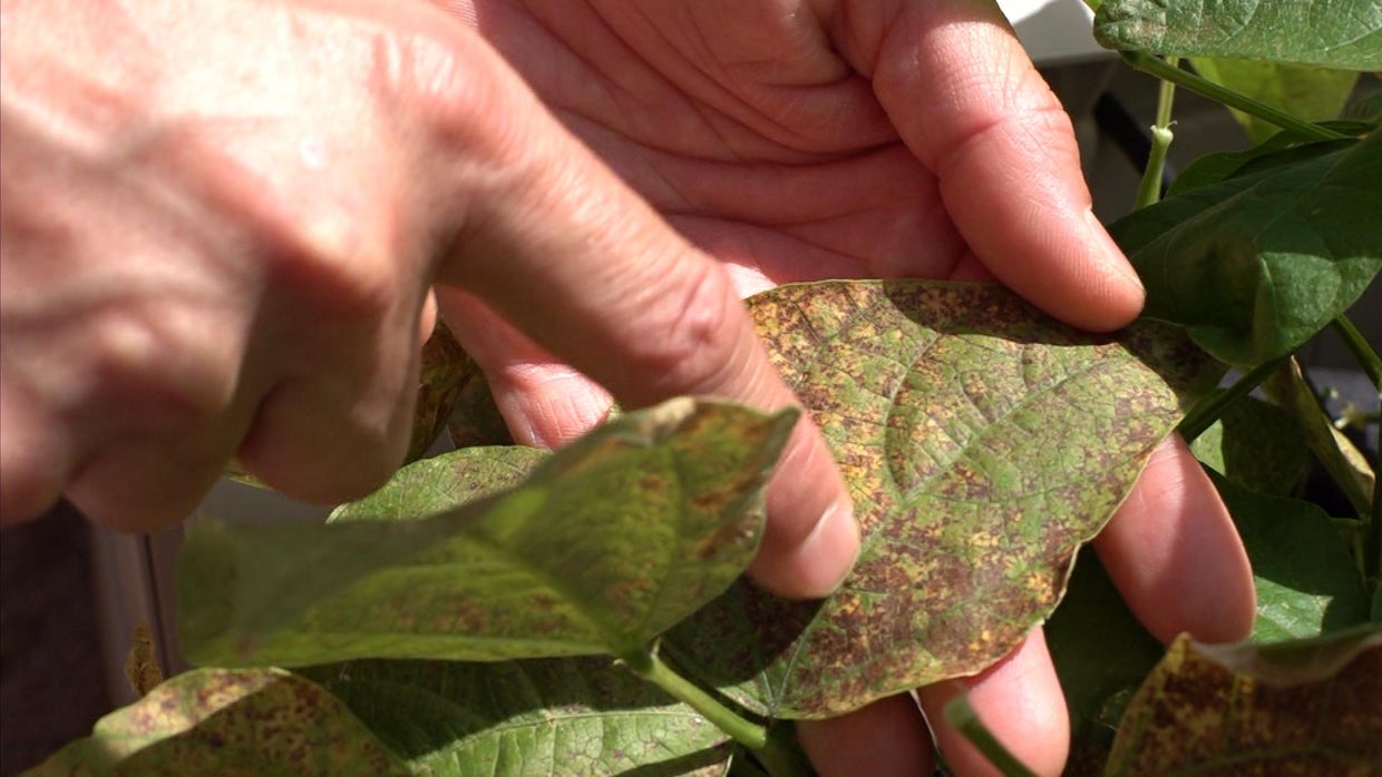 NCAR Research Shows Denver Metro Area Ozone Can Be Damaging To Plants ...