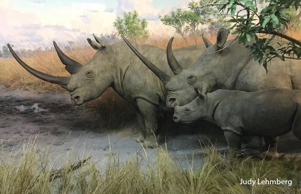 Nature up close: A trip to the American Museum of Natural History - CBS ...