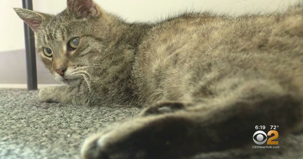 Amazing Reunion: New York Family's Long Lost Cat Returns Home After 11 ...