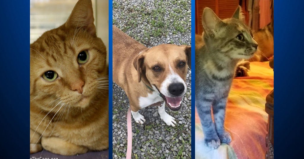Furry Tails: Milo, Ruby, Annie & Nancy Are Waiting For Forever Homes ...