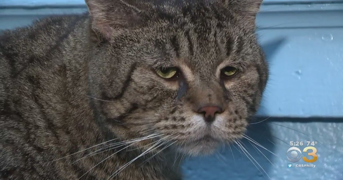 Viral Giant 26-Pound Cat Mr. B's Adoption Expected To Be Finalized This ...