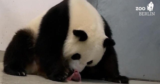 Meet the first giant pandas born in Germany - CBS News