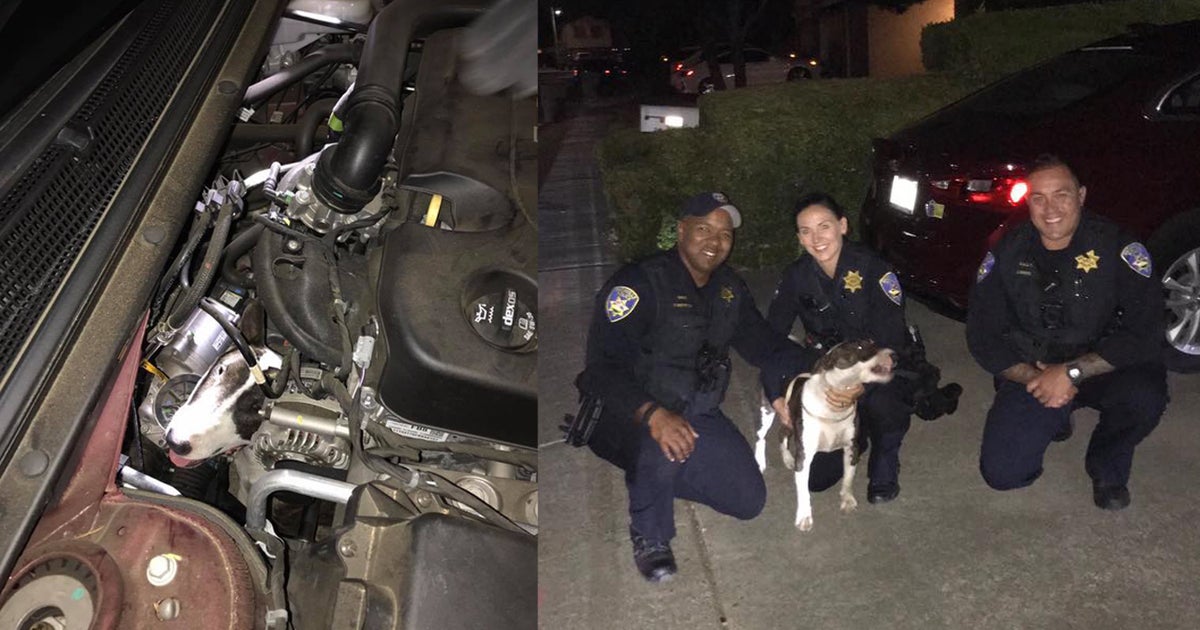 Dog Gets Stuck In Car's Engine Block, Vacaville Officers Help Get Him ...