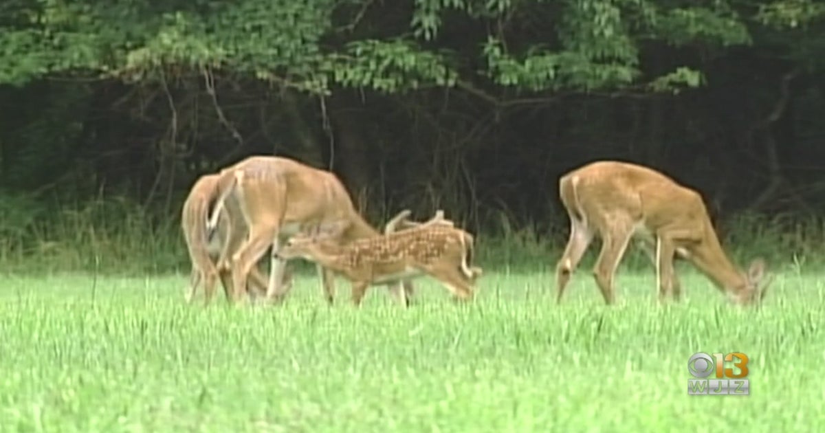 CDC Study: Deer With Tuberculosis Can Transmit Bacteria To People - CBS ...