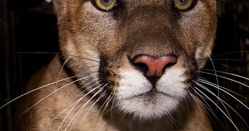 Mountain Lion Struck And Killed On The 405 Freeway In The Sepulveda ...