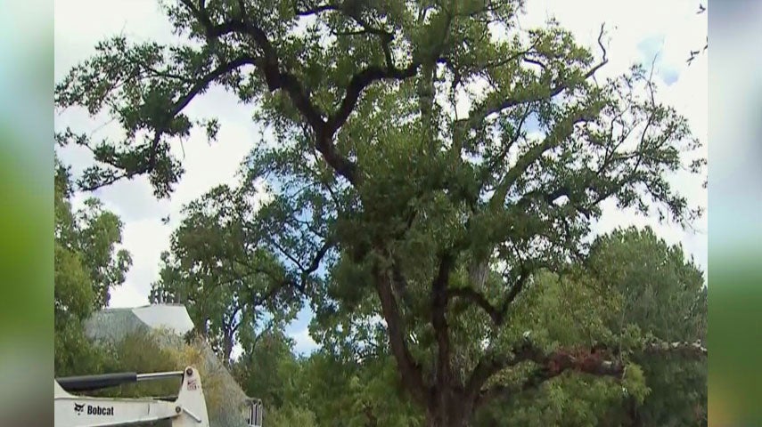 Heartbroken, Town Says 'Bye' To Beloved 154-Year-Old Pecan Tree Deemed ...