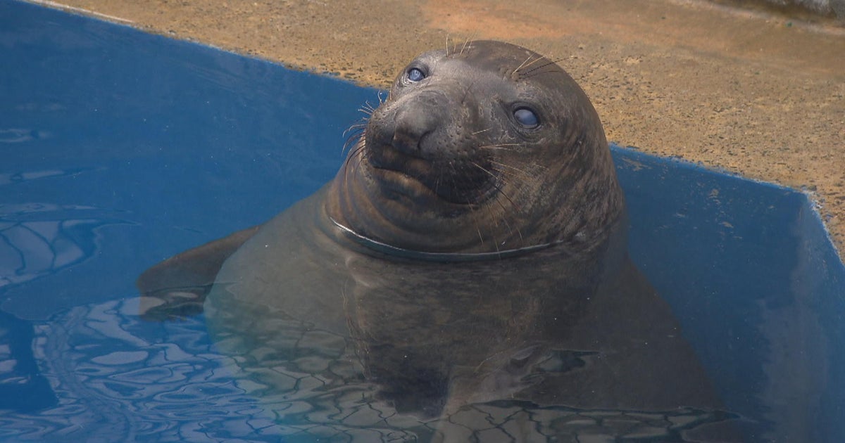 The blob Pacific Ocean: Pacific Ocean "blob" harming marine life made ...