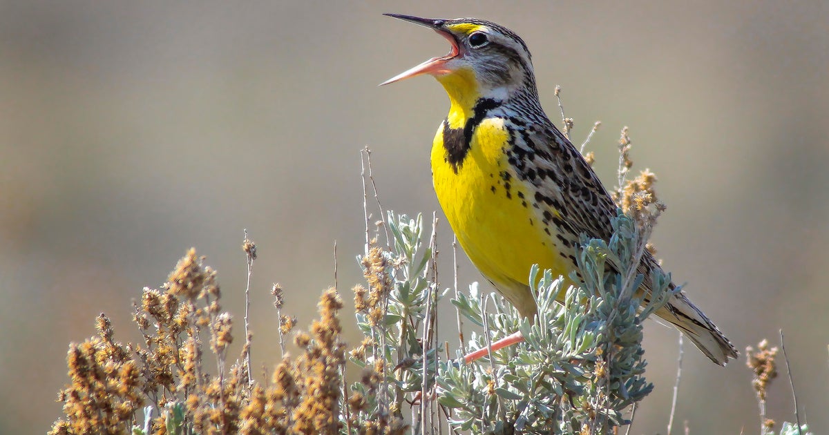 Bird population: North America has lost nearly 3 billion birds since ...