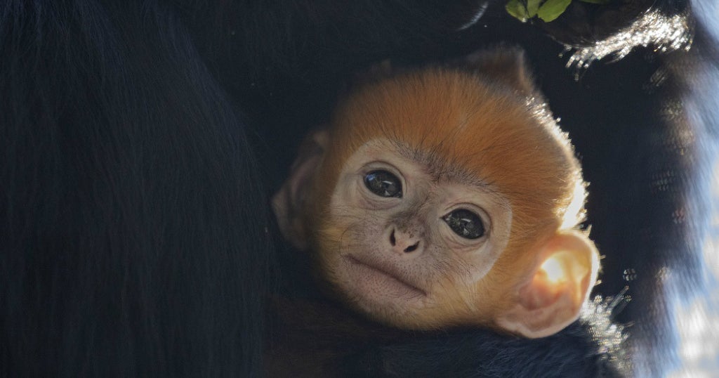 Rare François Langur Monkey Born At San Francisco Zoo - CBS San Francisco