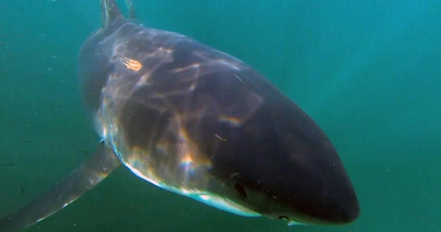 Next week on "60 Minutes": Why have sharks been going to the beach ...