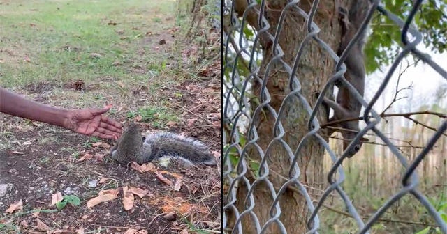 Squirrel stops woman in park, leading her to its injured baby - CBS News
