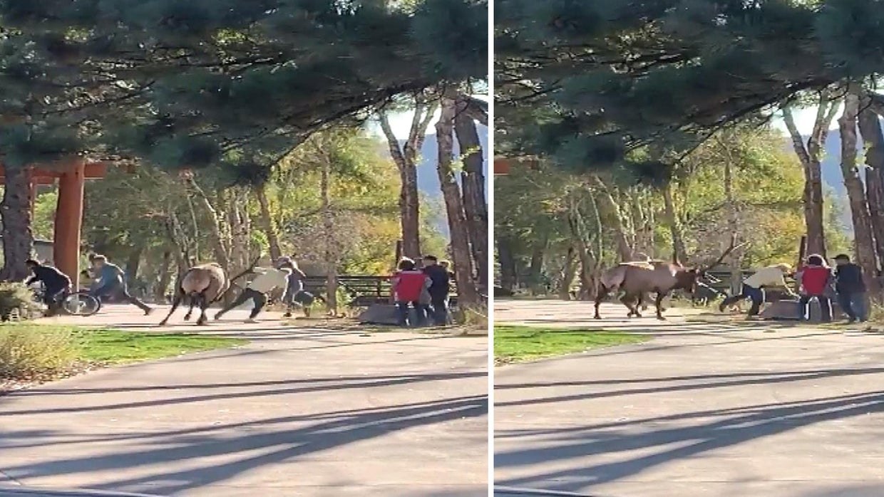 Elk Attack In Estes Park: Bull Charges At People, Knocks Woman Down ...