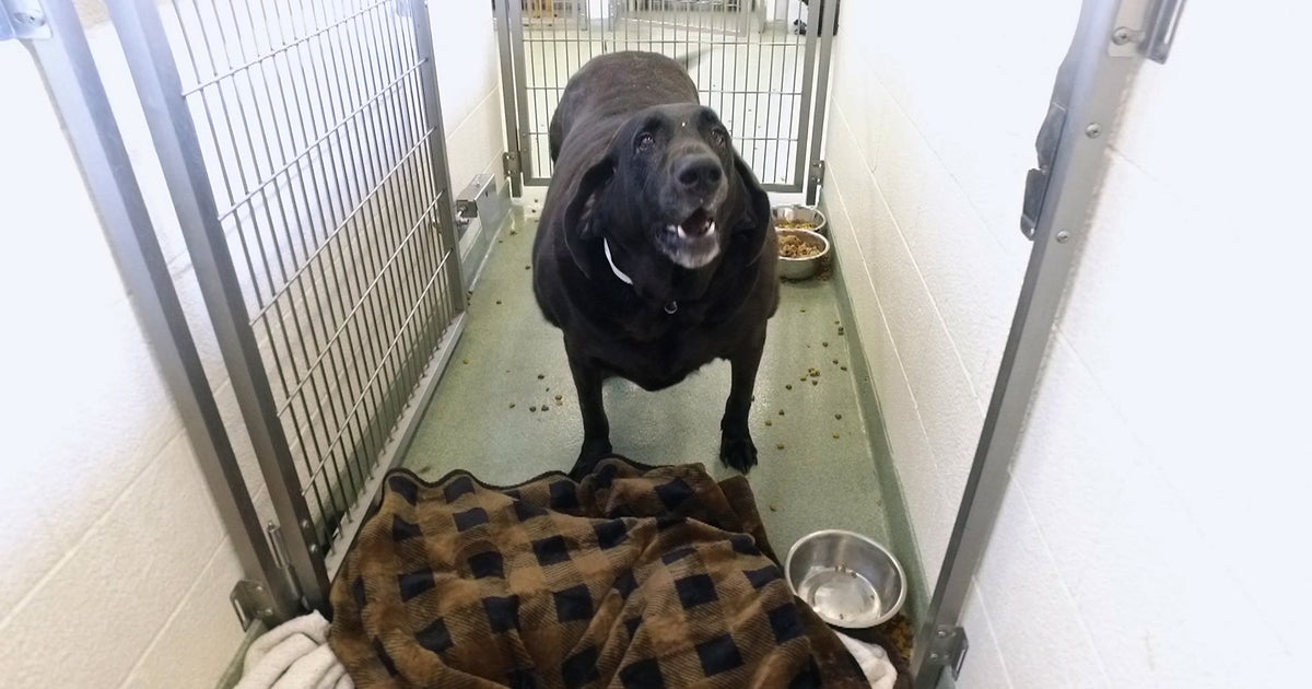 Pet Obesity: Why It's A Problem In MN & What You Can Do To Help - CBS ...
