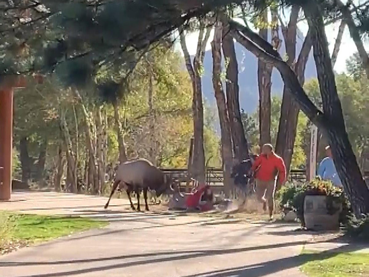 Elk Attack In Estes Park: Bull Charges At People, Knocks Woman Down ...