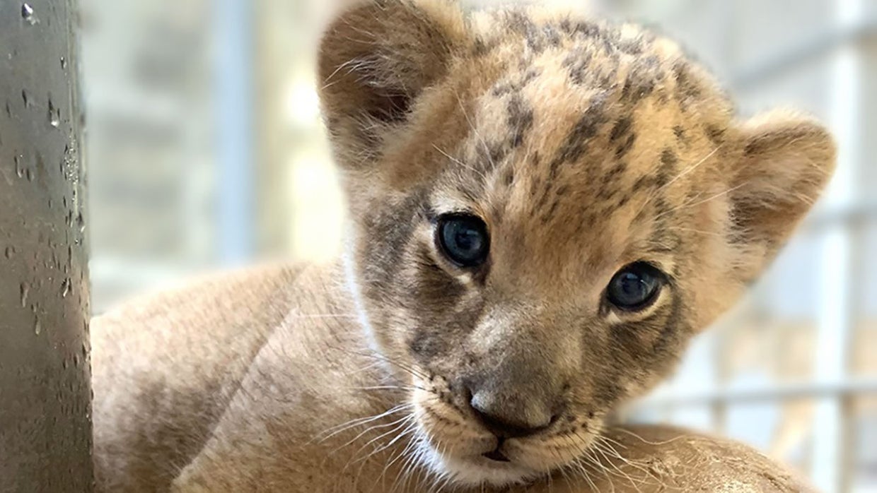 Meet Tatu The African Lion Cub At The Denver Zoo During Free Days ...