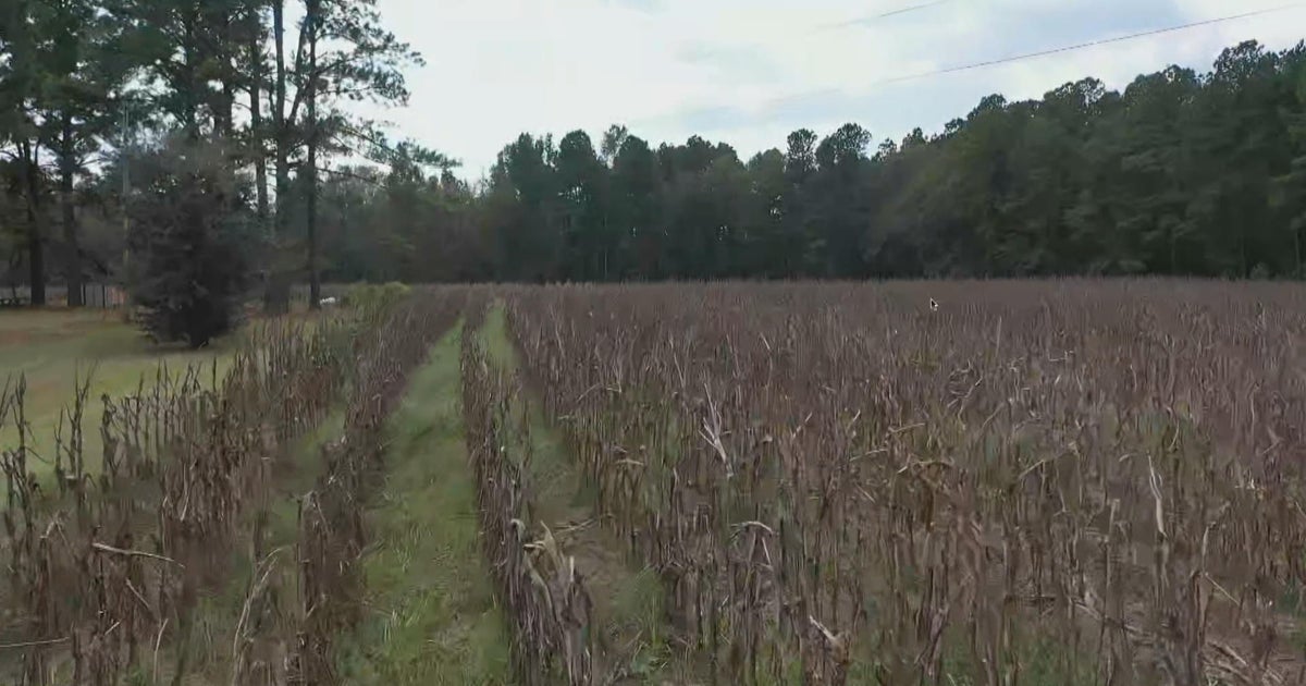 Record-breaking heat threatens southern crops - CBS News