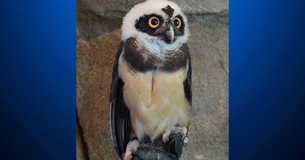 National Aviary's New Spectacled Owl To Get Name - CBS Pittsburgh