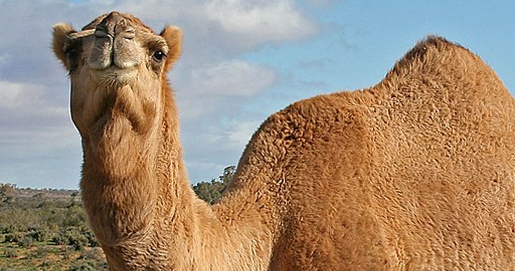 'I'm Not Gonna Lie, I Bit Them': Florida Woman Who Bit Camel's ...