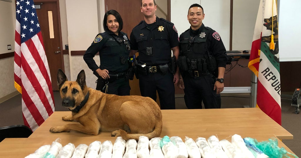 San Mateo Police Dog Sniffs Out Massive Meth Stash - CBS San Francisco