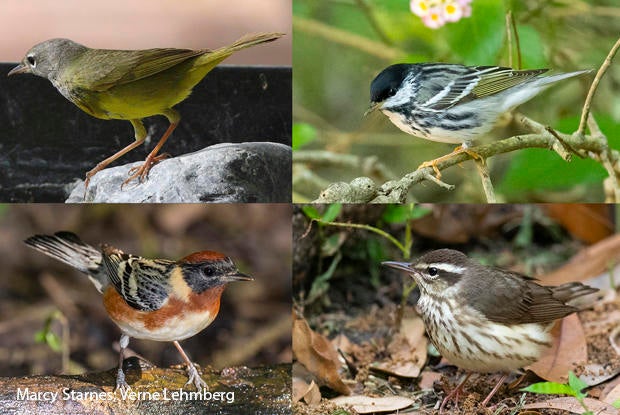 Nature up close: The massive decline of bird populations - CBS News