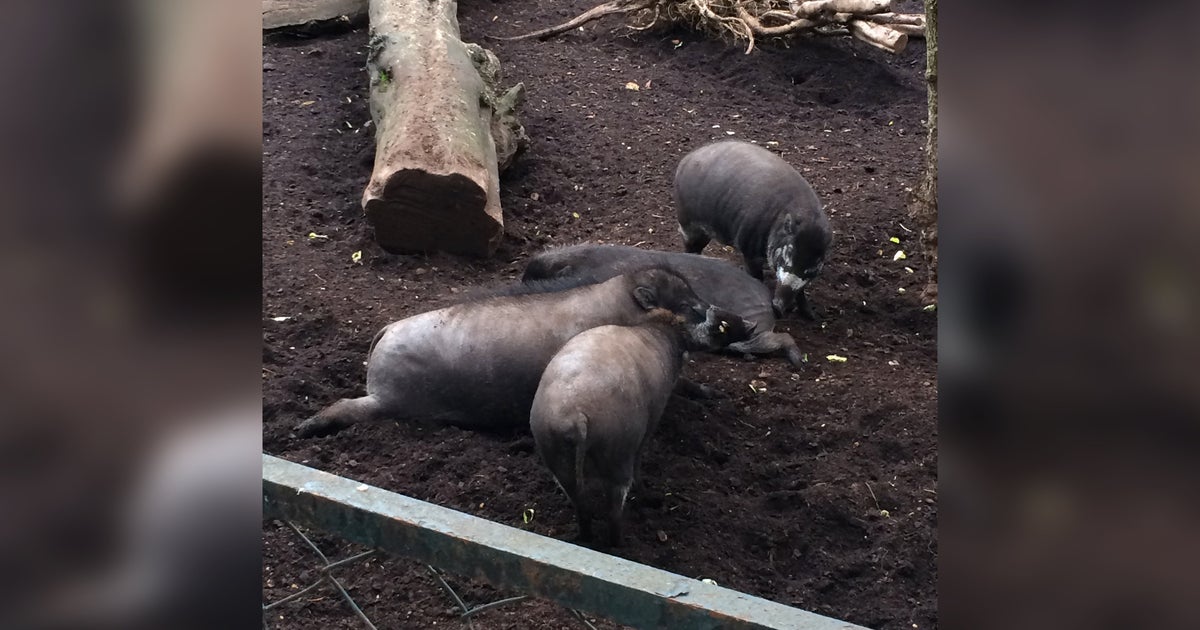 Pigs Seen Using Tools For The First Time - CBS Sacramento