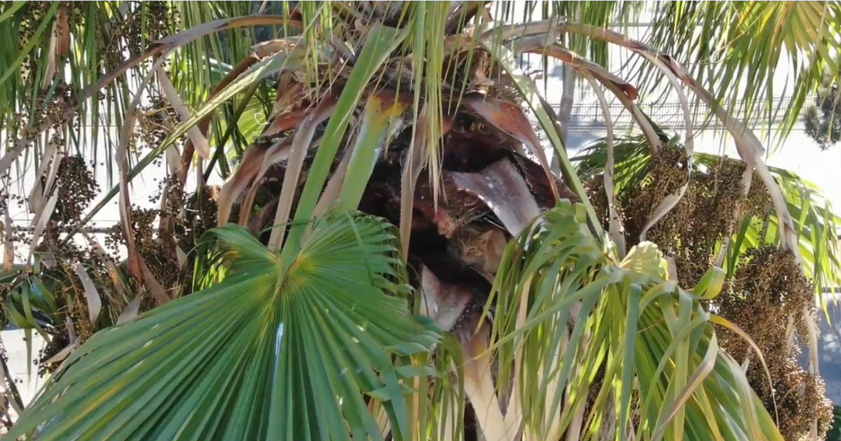 PETA To The Rescue: Tabby Cat Stuck In Palm Tree Back Home After 13 ...