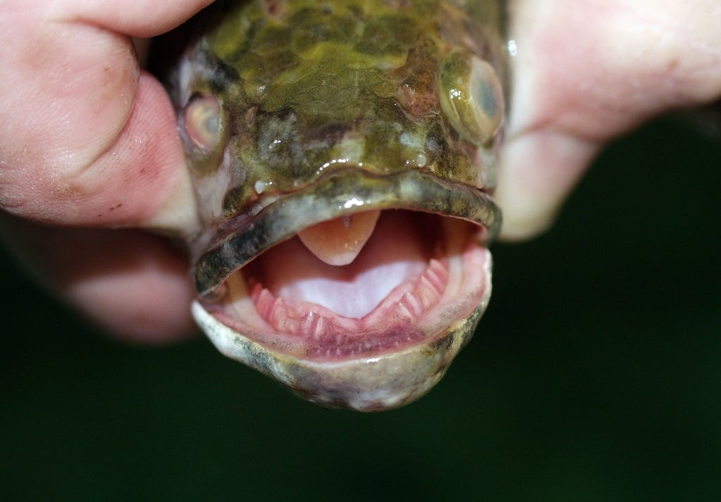 Northern snakehead, invasive fish that can survive on land, found in ...