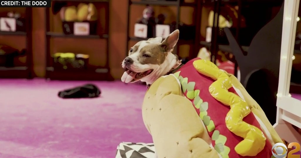 New Brooklyn Pop-Up Promises Pups 'The Best Dog Day Ever' - CBS New York