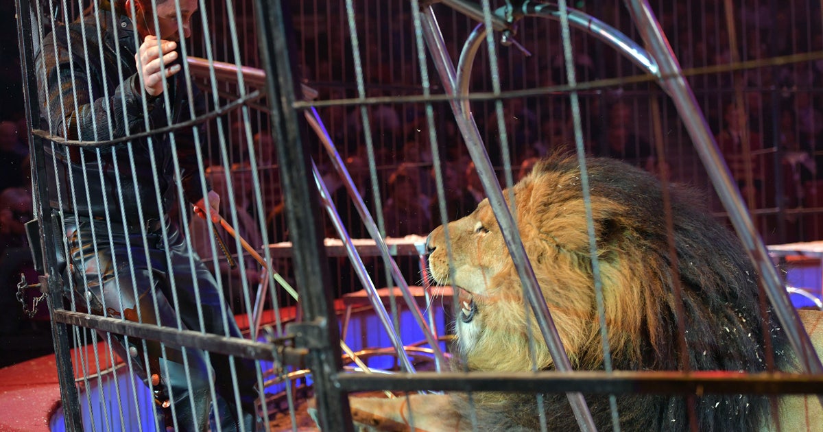 No More Circus Animals? A Halt To Lunch-Shaming; Newsom Signs Flurry Of ...